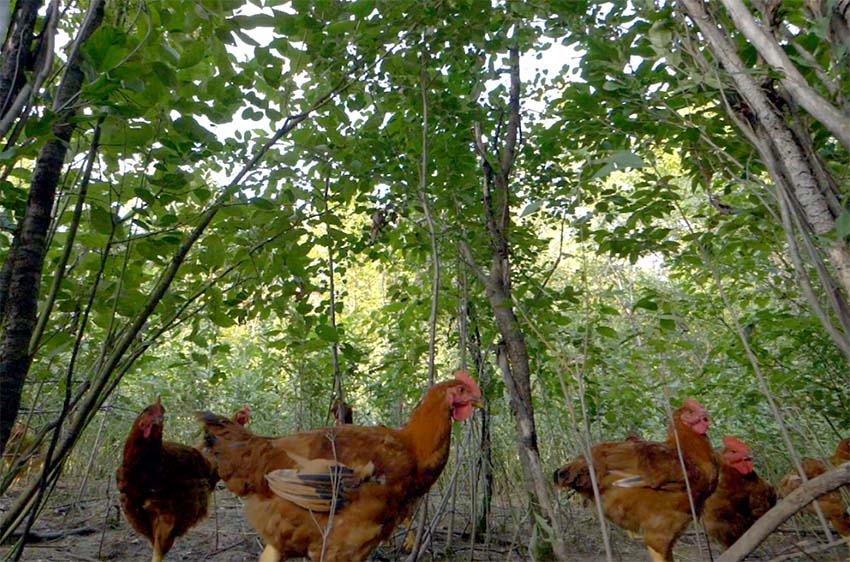 Regenerative Poultry – Regenerative Agriculture Alliance