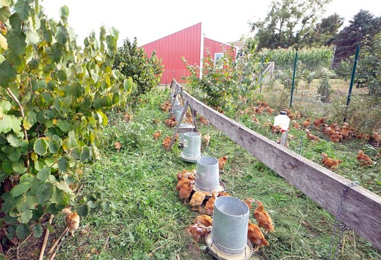 Regenerative Poultry – Regenerative Agriculture Alliance
