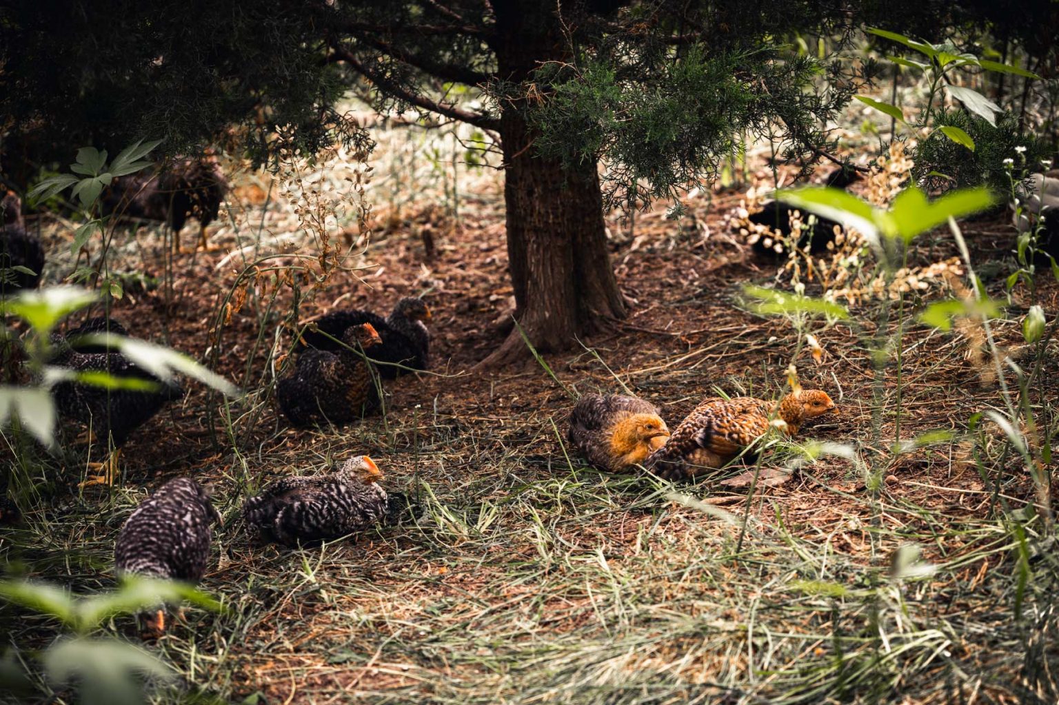 Regenerative Poultry – Regenerative Agriculture Alliance