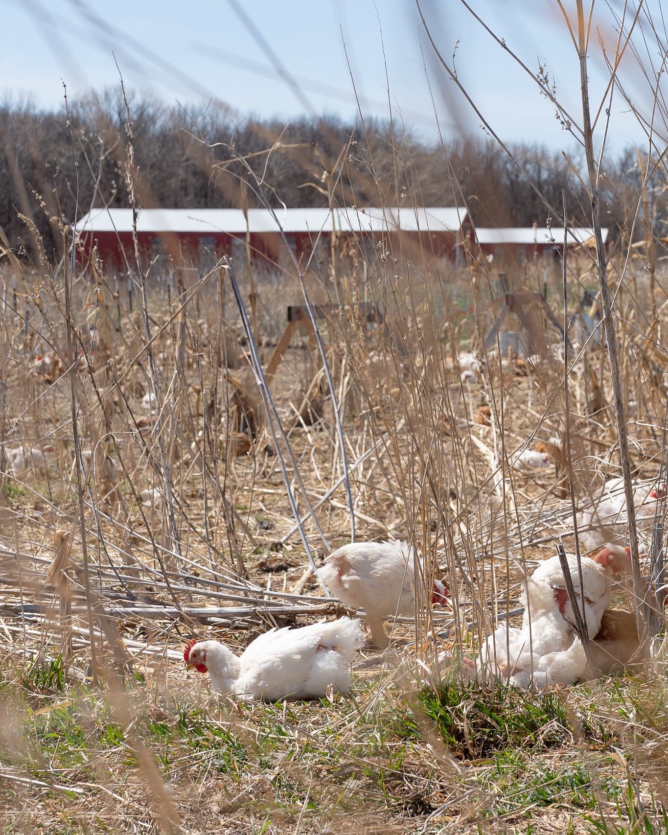News From the Chicken Coop – Regenerative Agriculture Alliance
